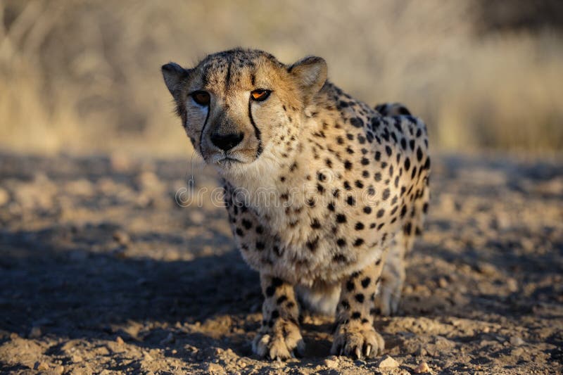 Cheetah sit down stock image. Image of conservation, spot - 90920153
