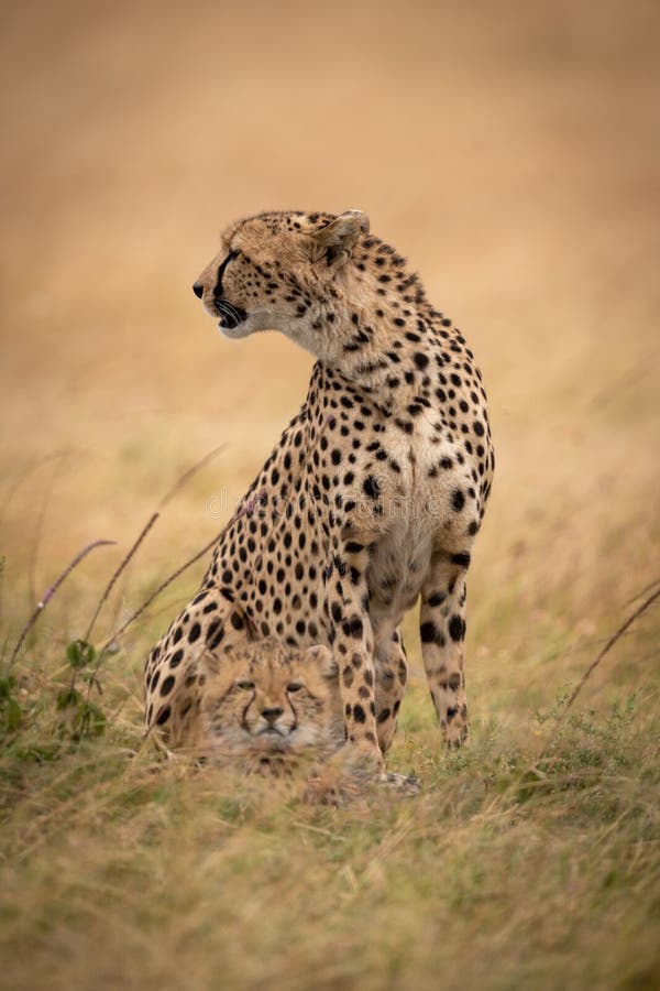 Cheetah Feet Stock Photos - Free & Royalty-Free Stock Photos from ...