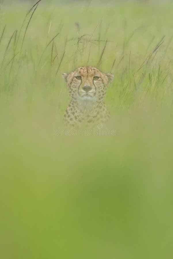 Cheetah Sits Facing Camera in Blurred Grass Stock Image - Image of ...
