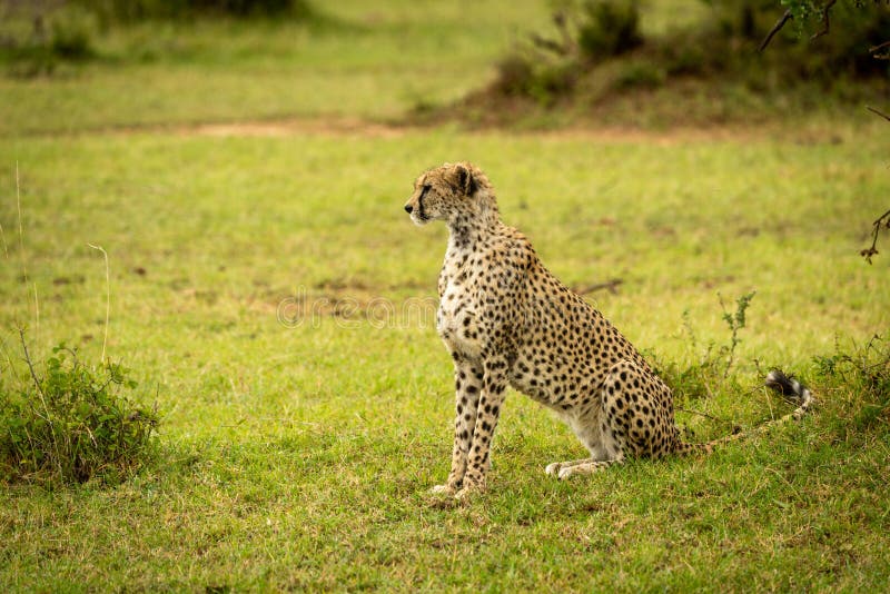 Cheetah Sits on Grassy Bank Facing Left Stock Image - Image of jubatus ...