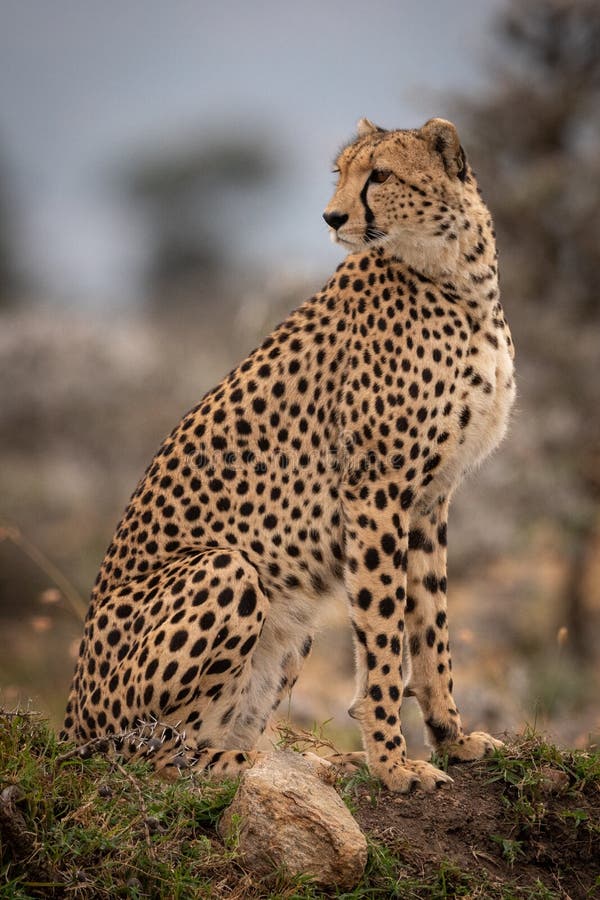 Cheetah Sits on Grassy Mound Looking Back Stock Photo - Image of ...
