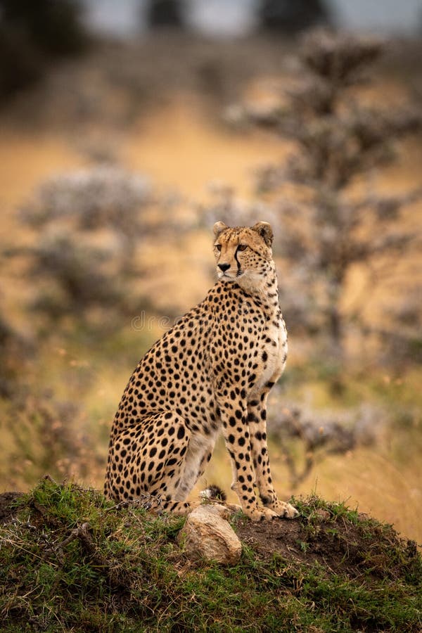 Cheetah Sits on Grassy Mound Looking Round Stock Image - Image of ...
