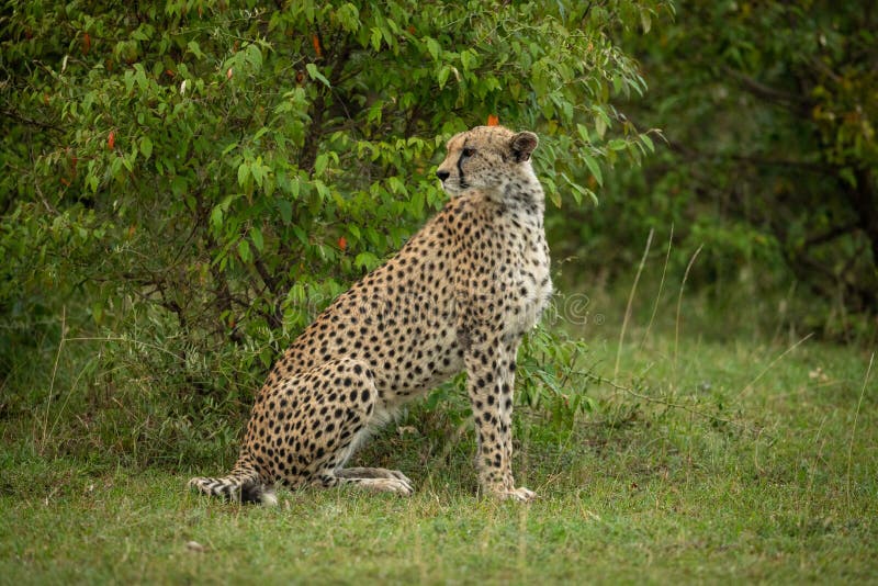 Cheetah Sits by Leafy Bush Looking Back Stock Photo - Image of masai ...