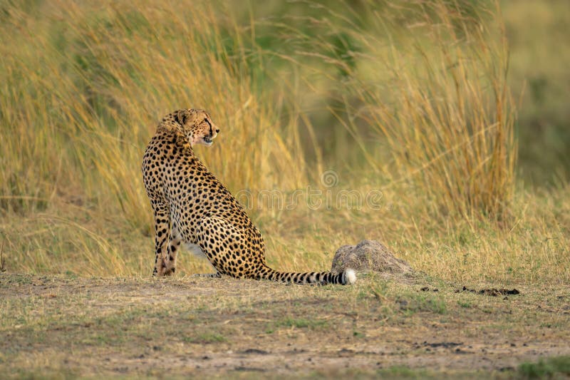 Cheetah Sits on Short Grass Looking Back Stock Image - Image of african ...