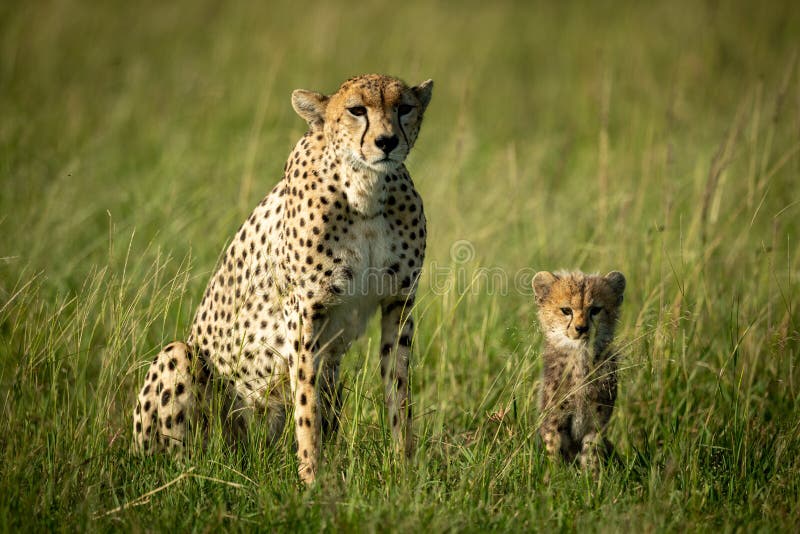 Cheetah Sits in Tall Grass with Cub Stock Image - Image of safari ...