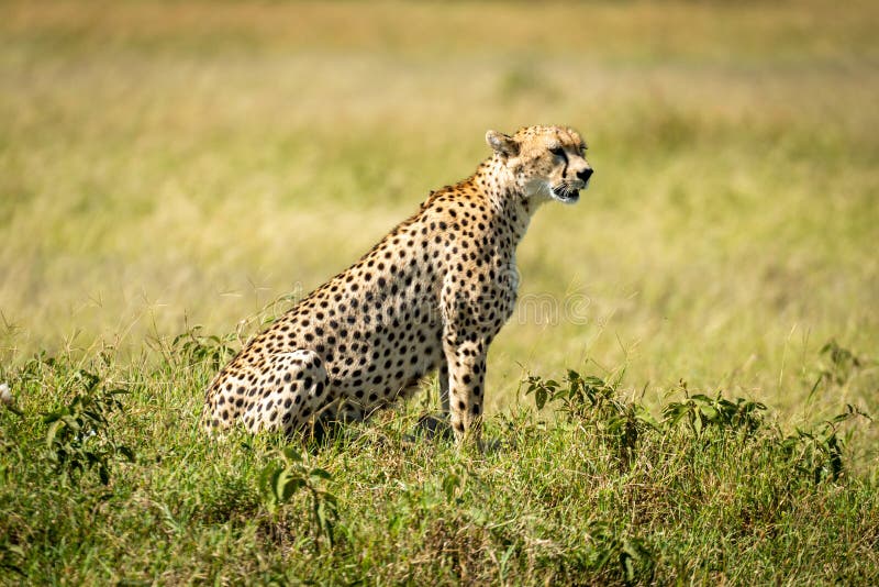 389 Cheetah Tall Grass Stock Photos - Free & Royalty-Free Stock Photos ...