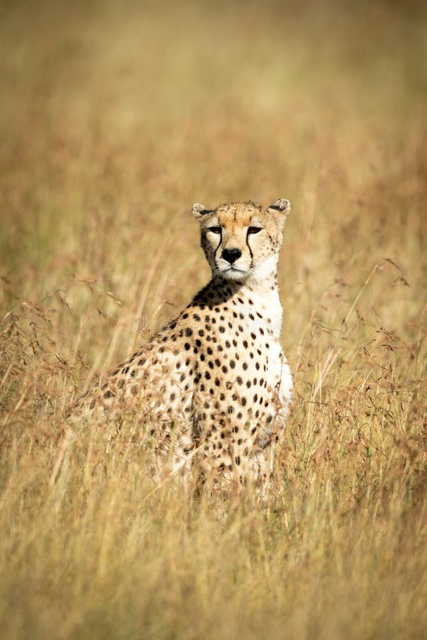 Cheetah Sits in Tall Grass Looking Round Stock Image - Image of ...