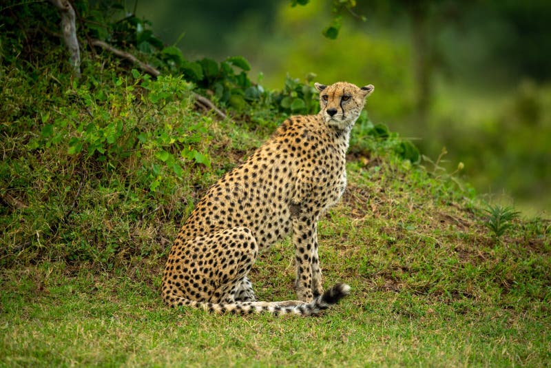 Cheetah Sits Turning Head by Grassy Bank Stock Image - Image of feline ...