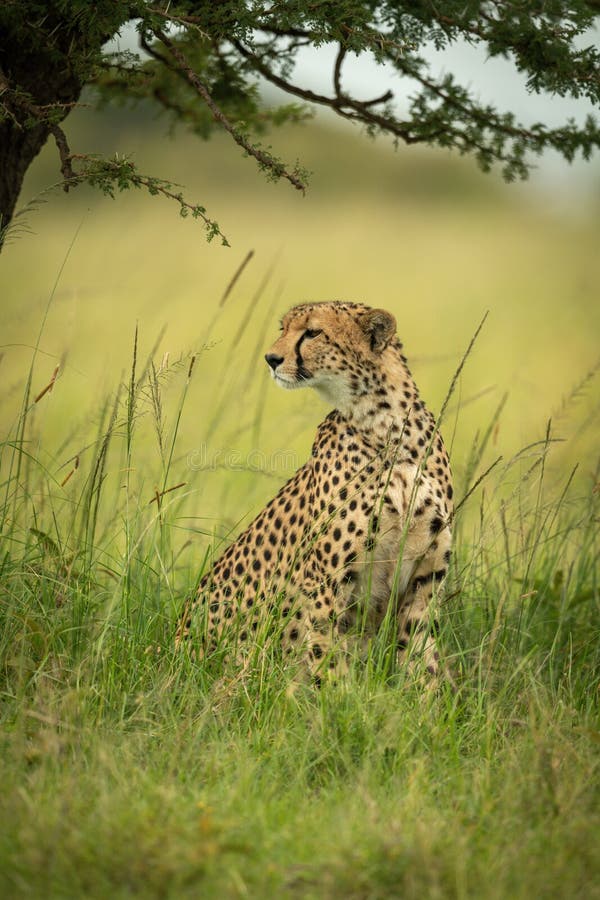 Cheetah Sits Under Tree in Long Grass Stock Image - Image of predator ...
