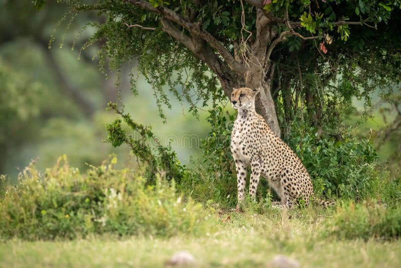 Cheetah Sits Under Tree Staring Over Grassland Stock Image - Image of ...