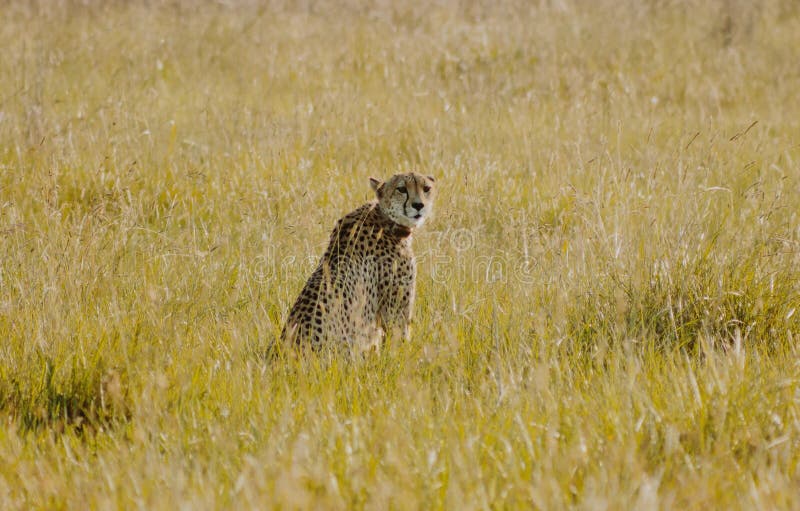 Cheetah Sitting in the Bush Looking Back Stock Image - Image of jaguar ...