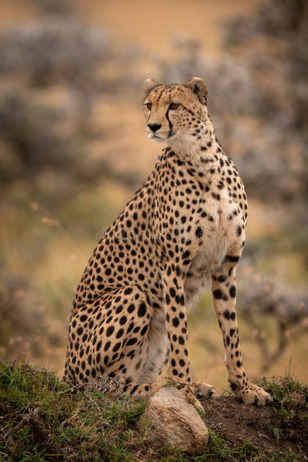 Cheetah Sitting on Grassy Mound Looks Round Stock Image - Image of ...