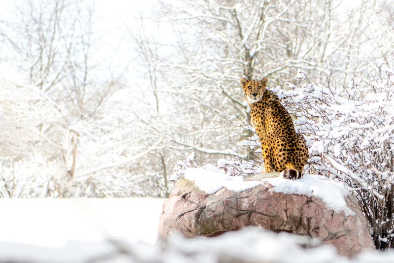 Cheetah stock photo. Image of white, cheetah, beautiful - 65694006