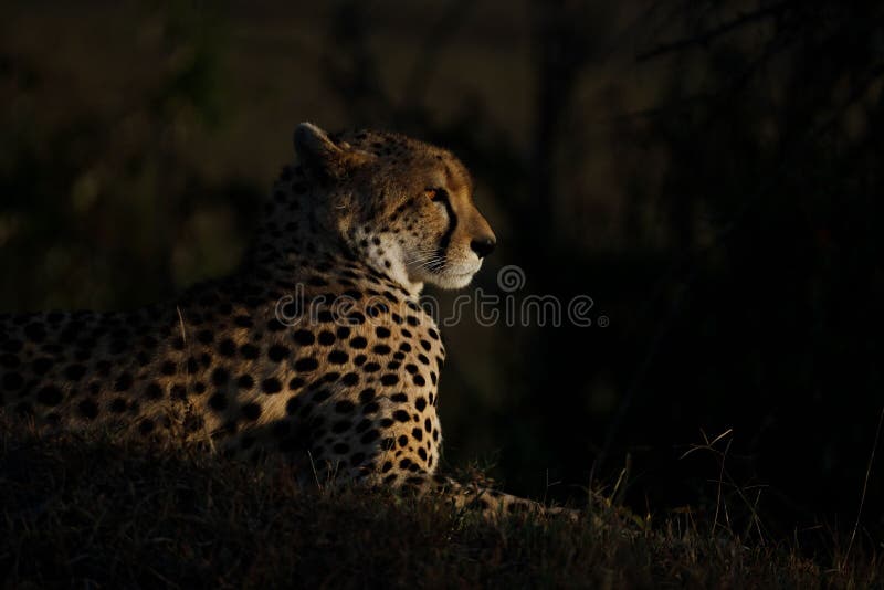 A Cheetah is Sitting in the Shade Under Some Trees Stock Image - Image ...