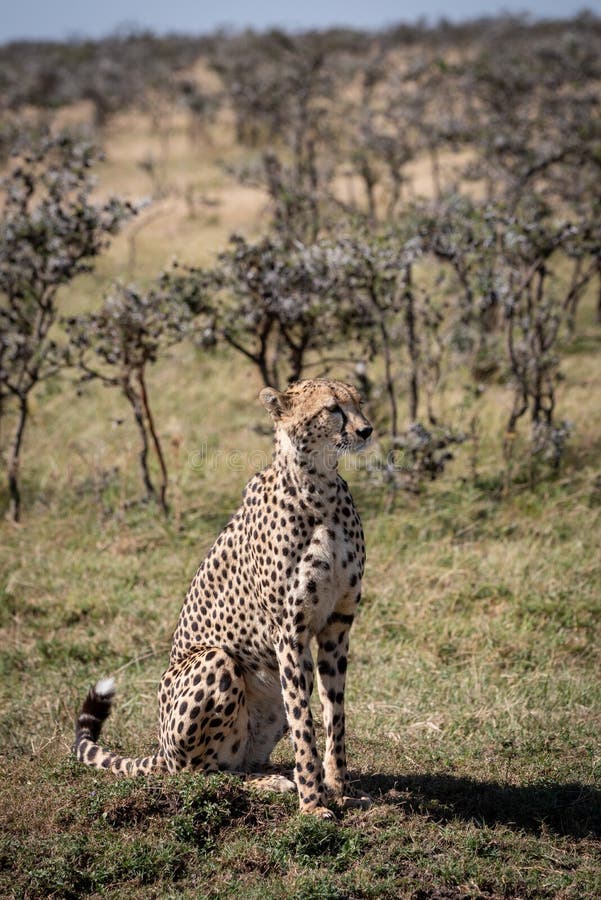 Cheetah Sitting in Sunshine Near Thorn Trees Stock Image - Image of ...
