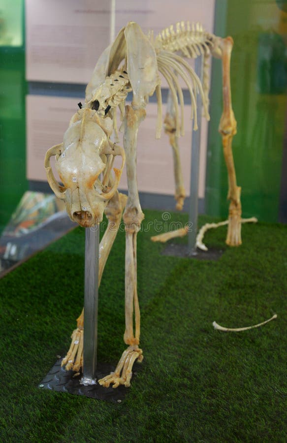 American Cheetah Skeleton