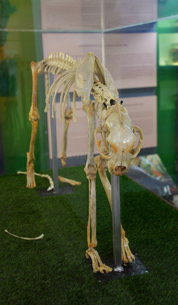 Cheetah skeleton bone stock photo. Image of beast, mammals - 53529202