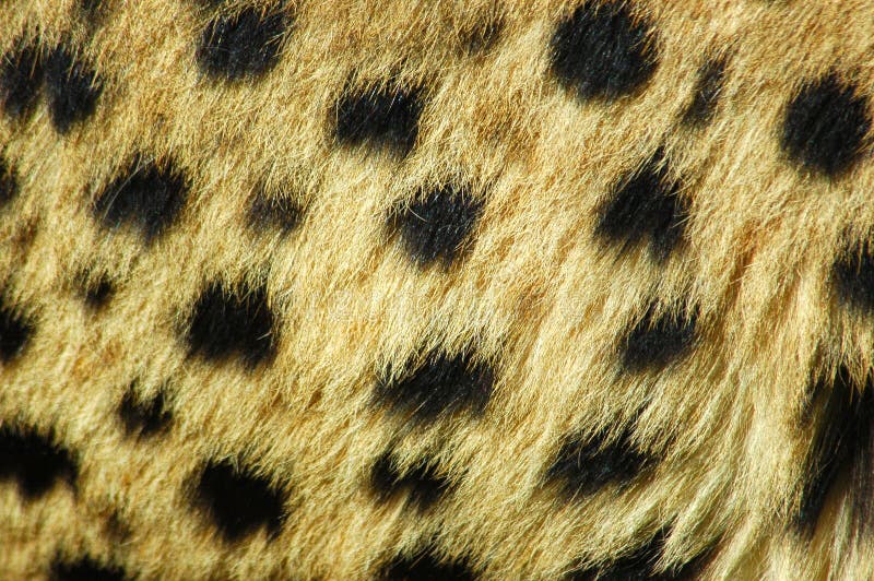 770+ Cheetah Free Stock Photos - StockFreeImages
