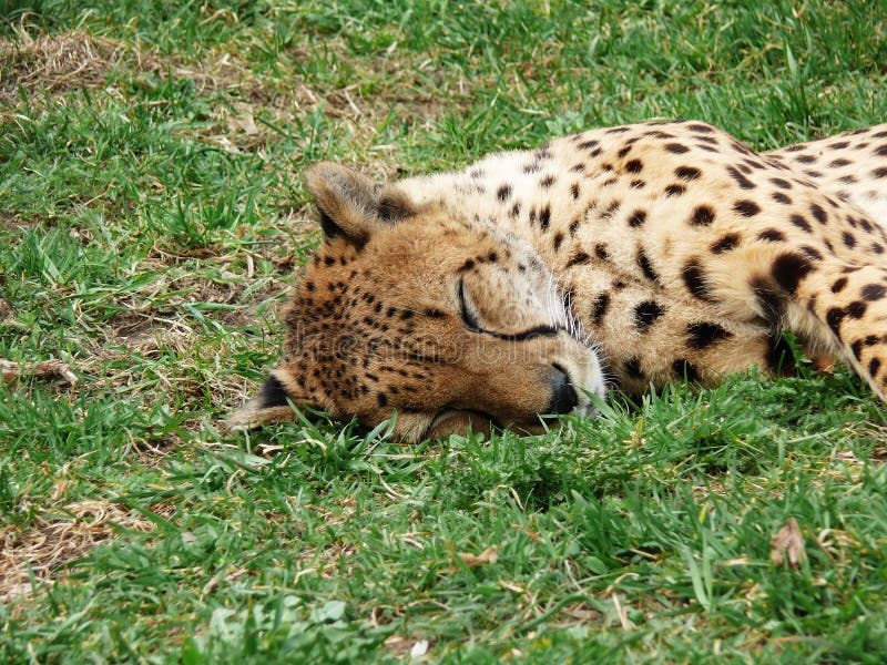 Cheetah Sleeping in the Grass Stock Image - Image of dangerous, animal ...