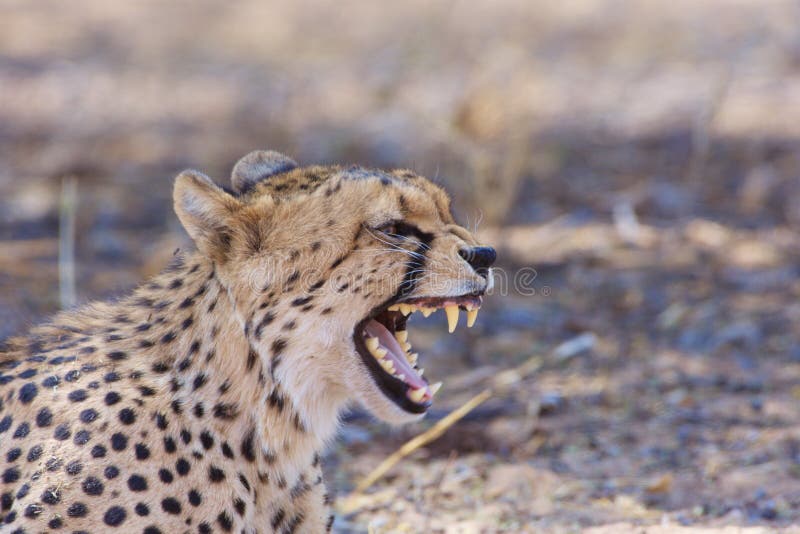Cheetah snarling stock photo. Image of snarling, ears - 108794000