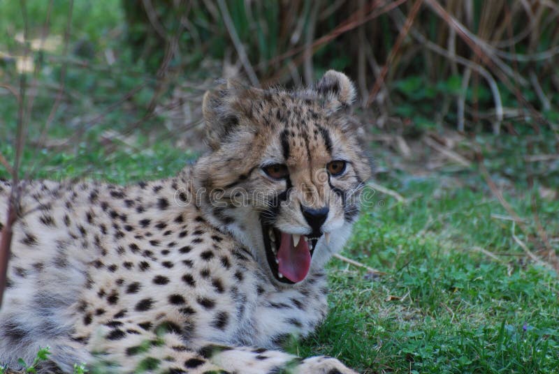 Cheetah Snarling with His Mouth Open Stock Photo - Image of feline ...