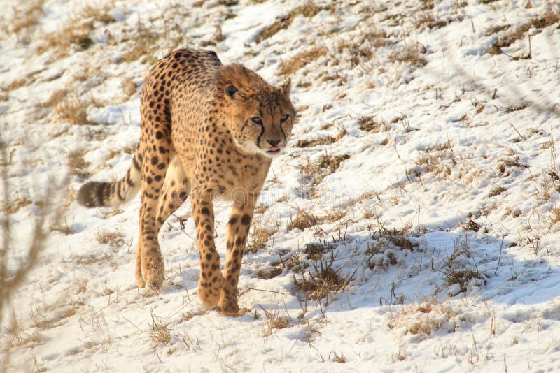 Cheetah in snow stock image. Image of meat, cheetah, whiskers - 21229479