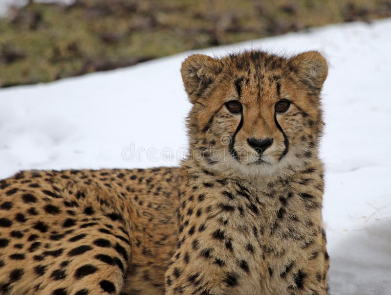 Cheetah on snow stock photo. Image of nature, animal - 23314698