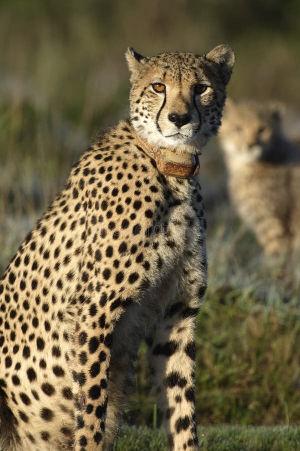 Cheetah, South Africa stock image. Image of reserve, camouflage - 94694333