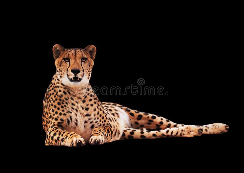 Cheetah Spotted Isolated at Black Stock Photo - Image of feline, length ...
