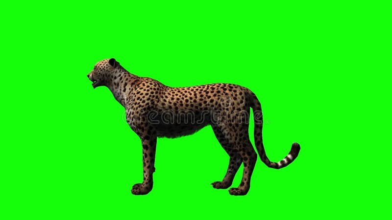 Cheetah Standing and Looking Around - Green Screen Stock Footage ...