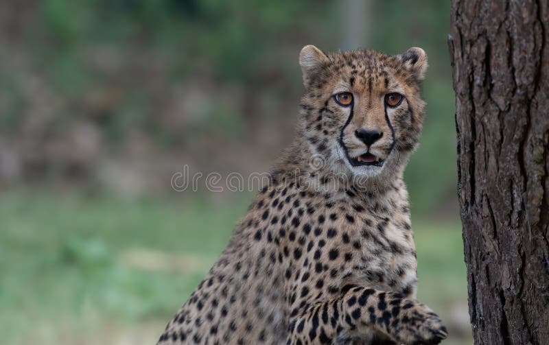 Cheetah Standing Next To a Tree in an Outdoor Setting. Stock Image ...
