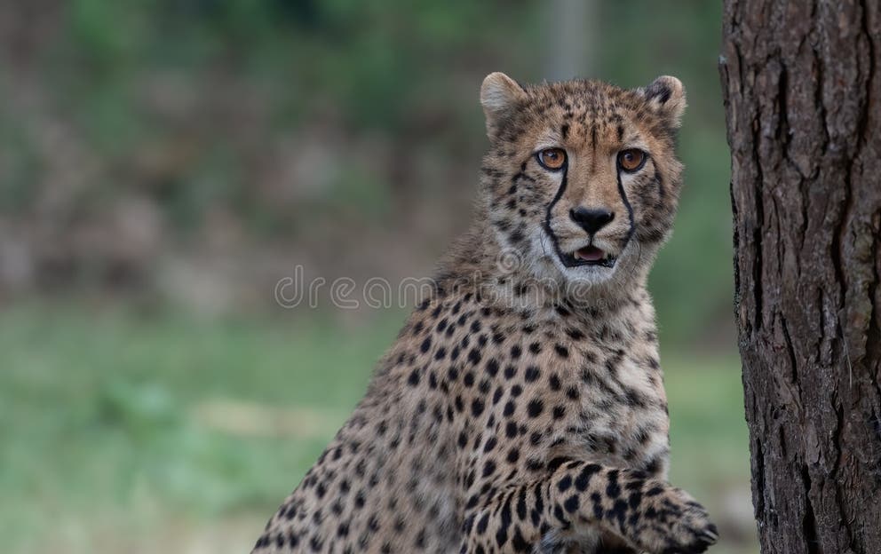 Cheetah Standing Next To a Tree in an Outdoor Setting. Stock Image ...