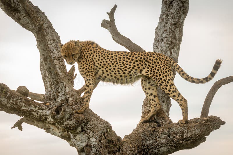 Cheetah Standing in Old Tree Looking Down Stock Image - Image of kenya ...