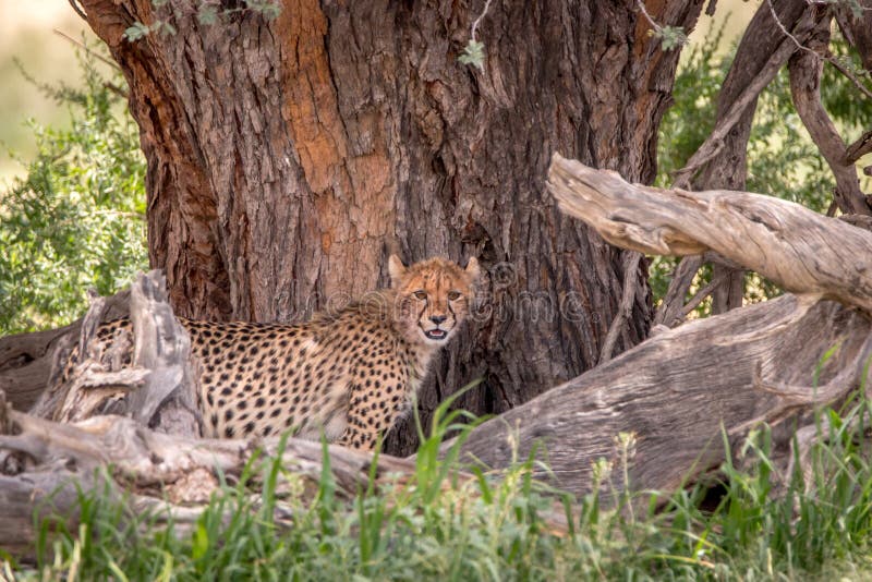 Cheetah Standing Under a Tree in Kgalagadi. Stock Photo - Image of ...