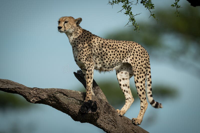 Cheetah Stands on Bare Branch Facing Left Stock Photo - Image of ...