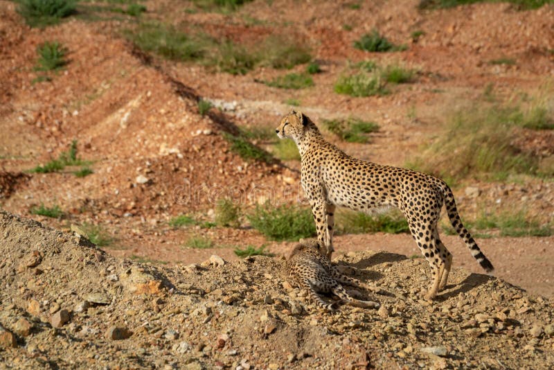 Cheetah Stands with Cub at Her Feet Stock Image - Image of africa ...