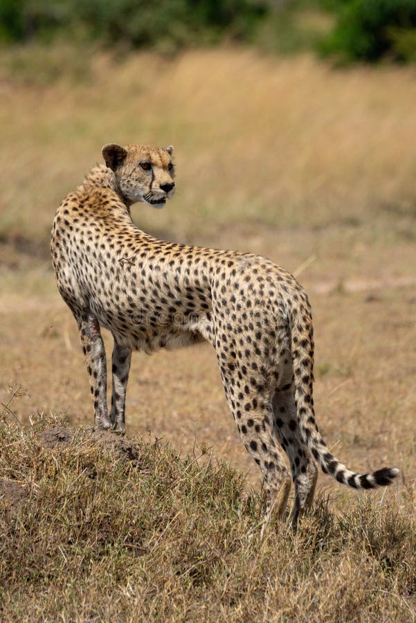 Cheetah on it s Back stock photo. Image of eyes, mammal - 35002122