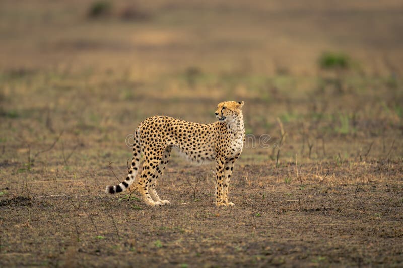 Cheetah Stands on Grassy Plain Looking Back Stock Photo - Image of ...