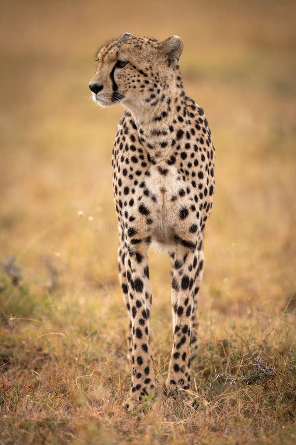 Cheetah Stands in Grassy Plain Turning Head Stock Photo - Image of ...