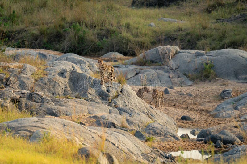 Cheetah Stands on Kopje Near Another Two Stock Image - Image of plains ...
