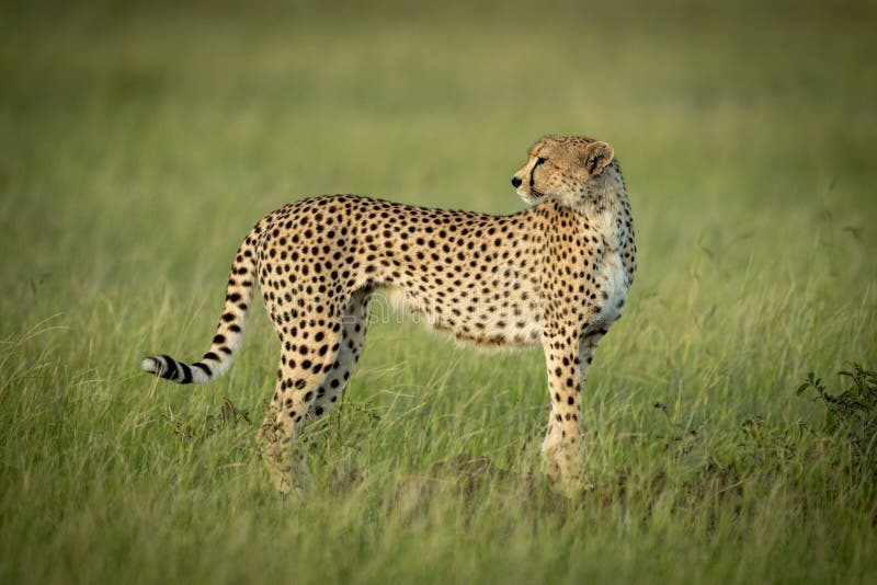 Cheetah Stands in Long Grass Looking Back Stock Photo - Image of ...