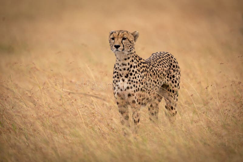 Cheetah Stands in Long Grass Raising Head Stock Photo - Image of ...
