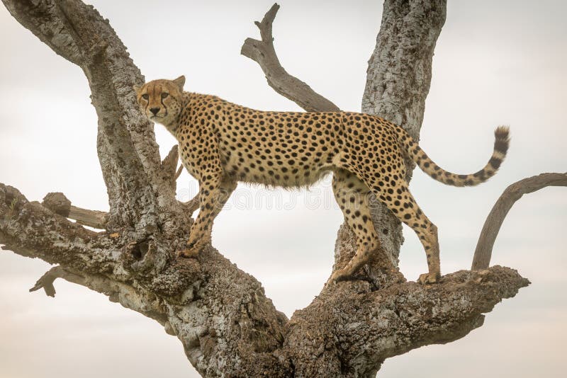 Cheetah Stands in Old Tree Facing Left Stock Photo - Image of stands ...