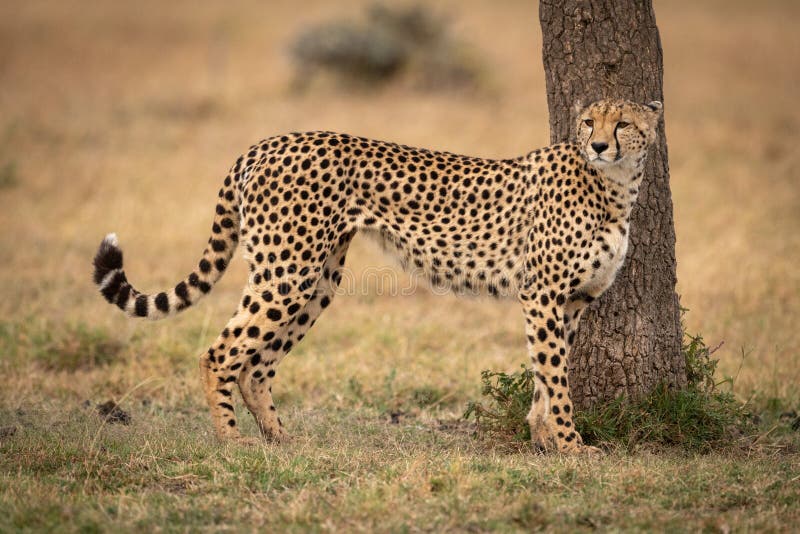 Cheetah Stands by Tree on Grassy Plain Stock Image - Image of grassy ...