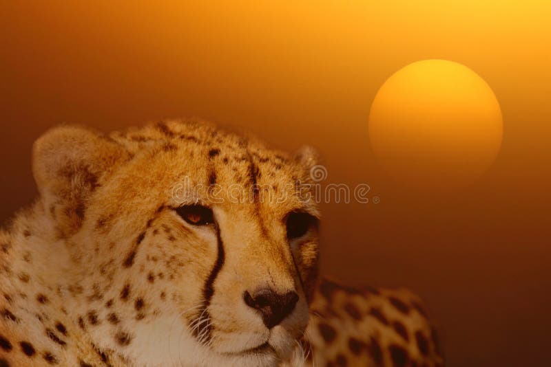 Cheetah at sunrise stock photo. Image of shining, felidae - 51159990