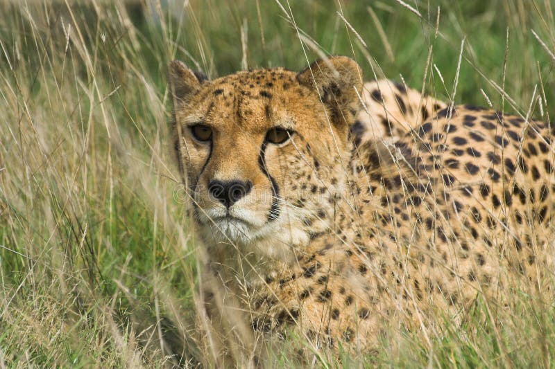 Cheetah in Tall Grass stock photo. Image of eyes, stare - 10258880