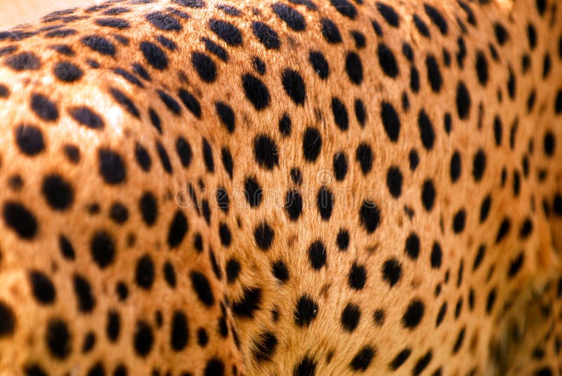 Cheetah texture stock image. Image of africa, yellow, african - 7084515