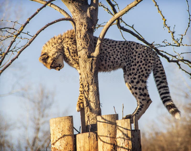Cheetah in a tree stock image. Image of africa, tree - 155030199