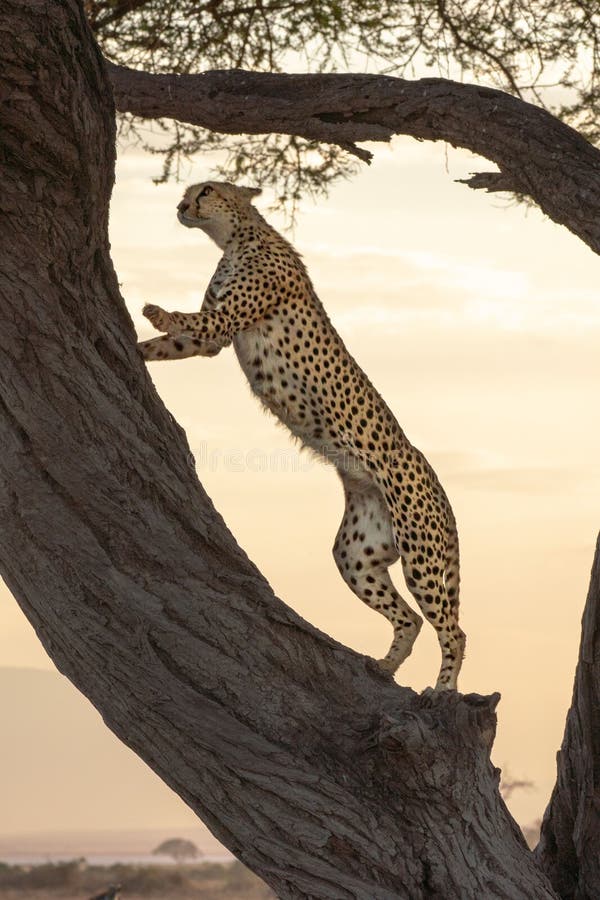 Cheetah on a Tree in Masai Mara National Reserve Stock Photo - Image of ...