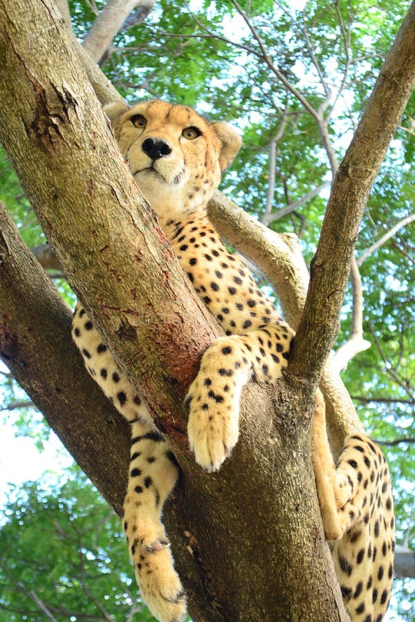 Cheetah Cub in Tree with Mother Below Stock Image - Image of mammals ...